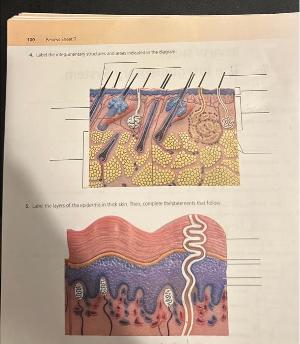 Solved 4. Label the integumentary structures and areas | Chegg.com