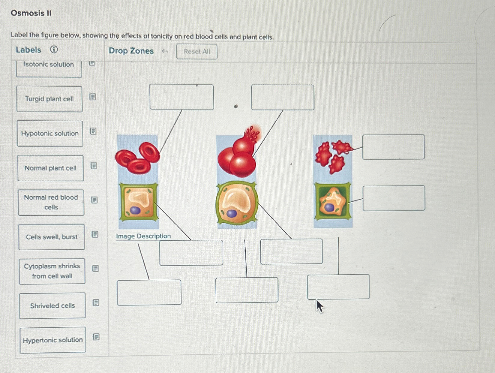 Solved Osmosis IILabel the figure below, showing the effects | Chegg.com