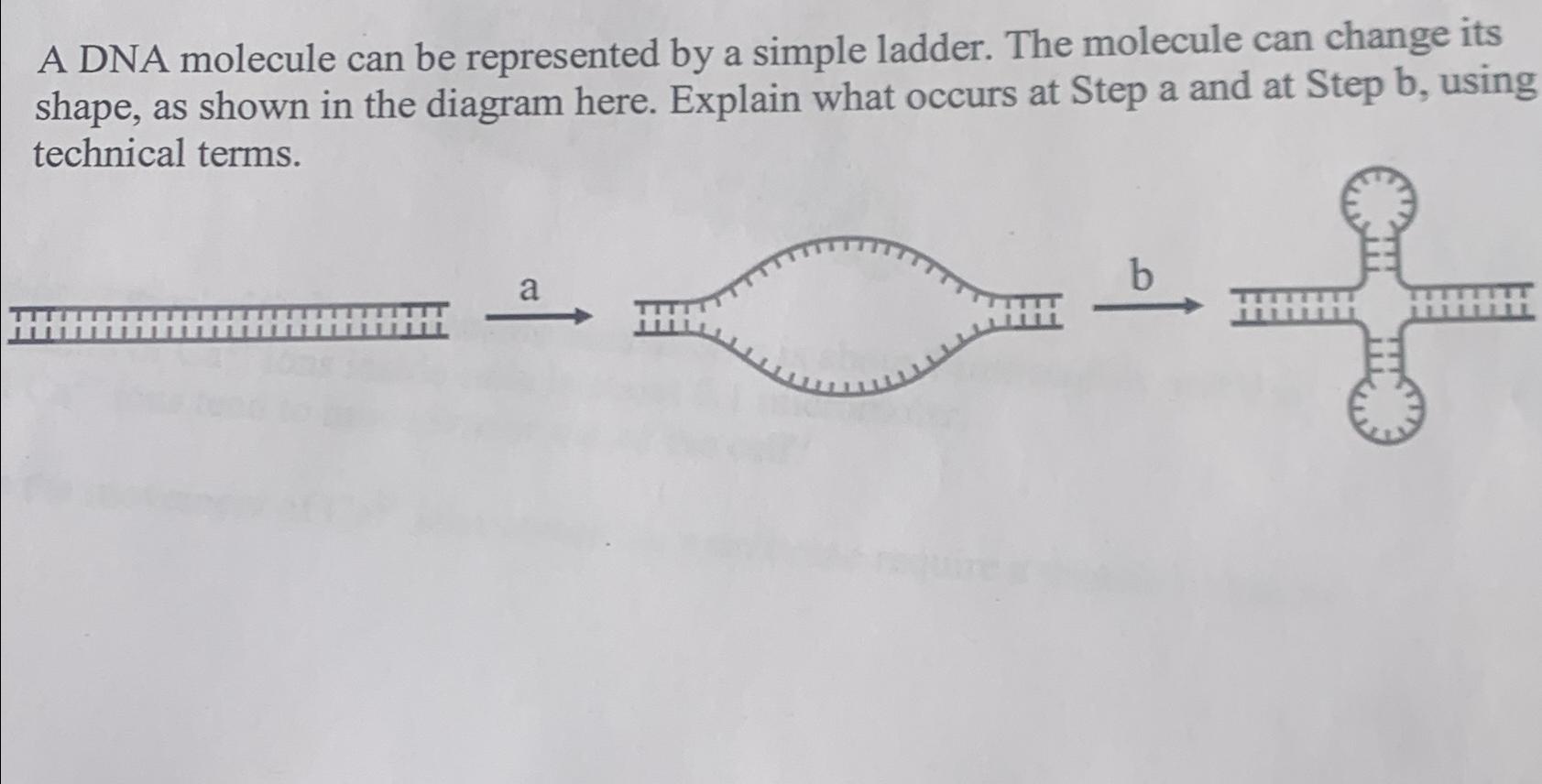 Solved A DNA molecule can be represented by a simple ladder. | Chegg.com