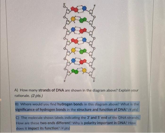Solved A) How many strands of DNA are shown in the diagram | Chegg.com