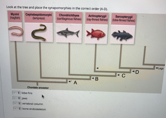 Solved Look at the tree and place the synapomorphies in the | Chegg.com