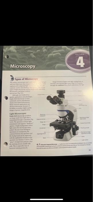 Procedure: Guidelines for Use of the Light Microscope | Chegg.com