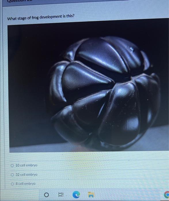 Solved What stage of frog development is this? 10 cell | Chegg.com