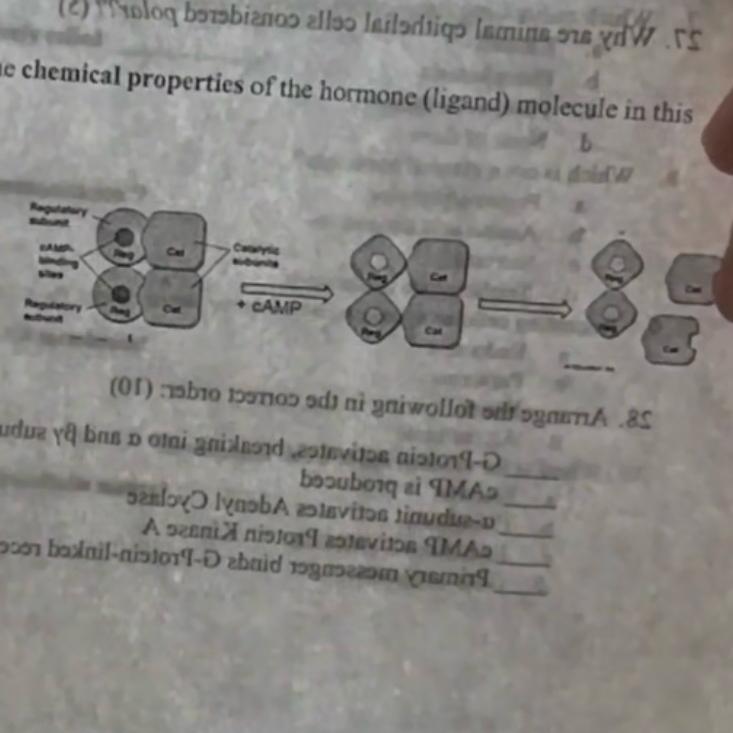 Solved This diagram shows the activation of Protein Kinase A | Chegg.com