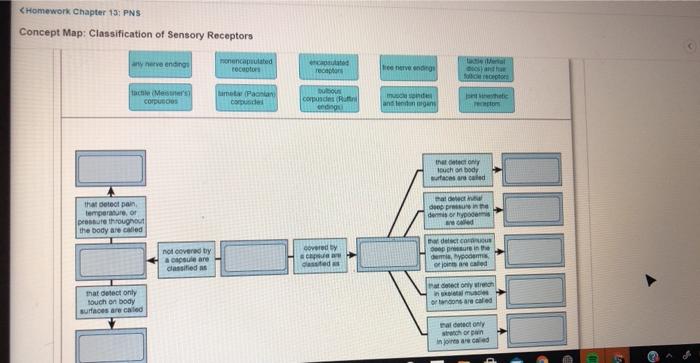 Solved Concept Map: Classification of Sensory Receptors any | Chegg.com