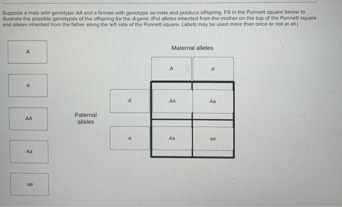 Solved Suppose a male with genotype AA and a female with | Chegg.com