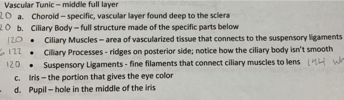 Solved - Vascular Tunic - middle full layer 20 a. | Chegg.com