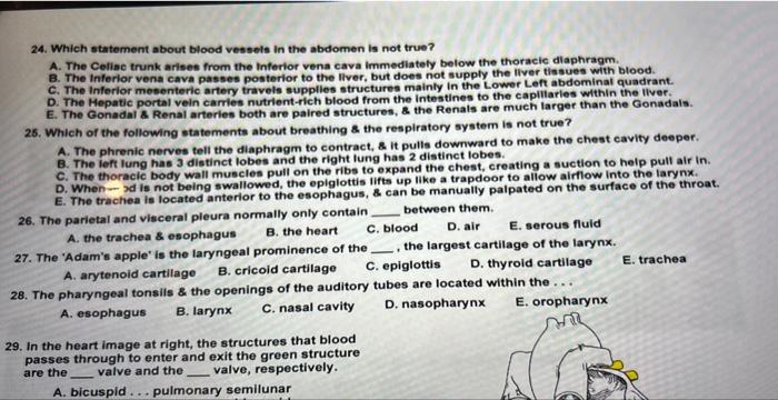 Solved 24. Which statement about blood vessels in the | Chegg.com