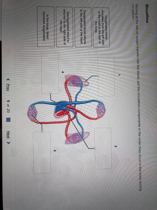 Solved Bloodflow Starting at the site of oxygen transfer | Chegg.com