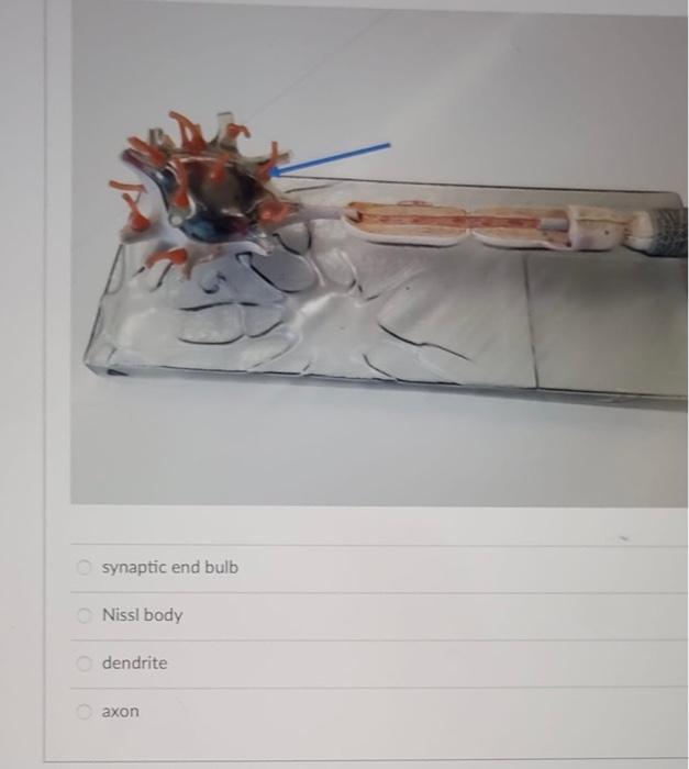 Solved synaptic end bulb Nissl body dendrite axon Identify | Chegg.com