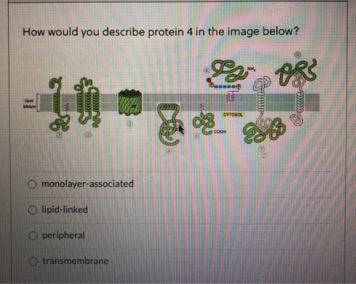 Solved How would you describe protein 4 in the image below? | Chegg.com
