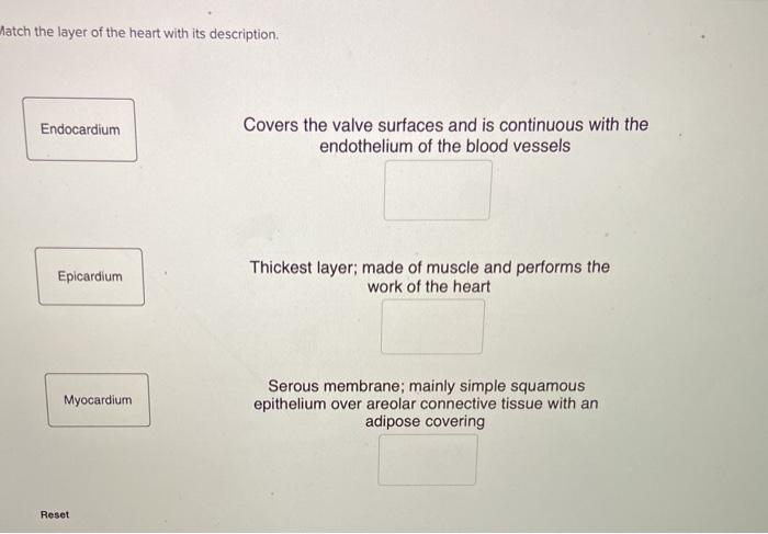 Match the layer of the heart with its description. | Chegg.com