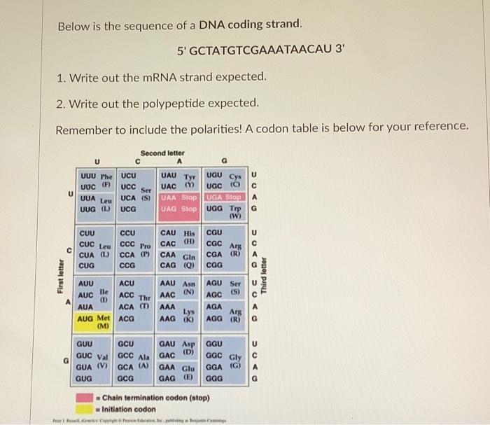 Solved Below Is The Sequence Of A Dna Coding Strand 5 