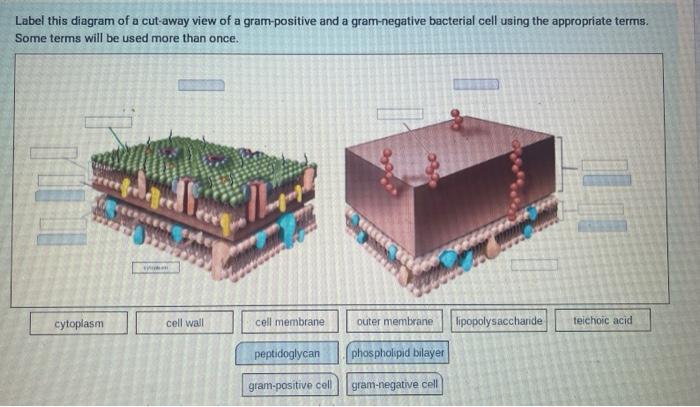 Solved Label this diagram of a cut-away view of a | Chegg.com