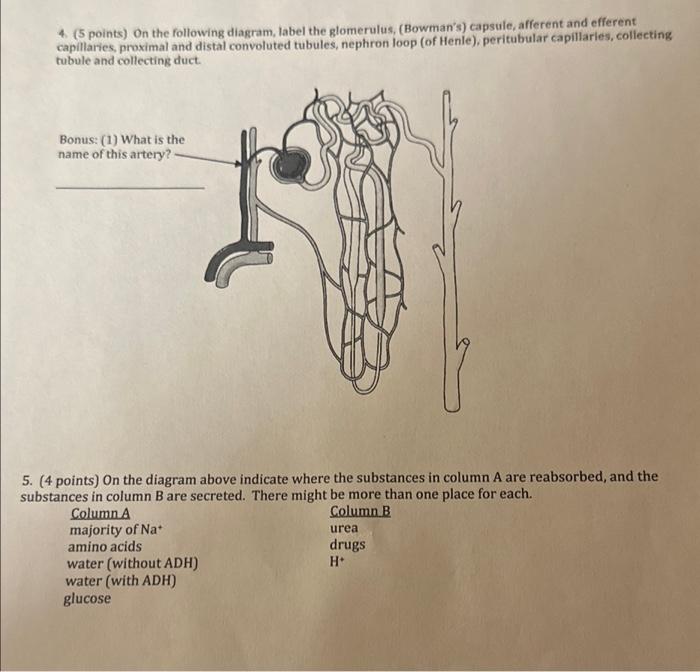 Solved 4. (5 points) On the following diagram, label the | Chegg.com
