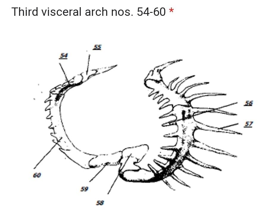 Solved Chondrocranium (dorsal view) nos. 12−24Chondrocranium | Chegg.com