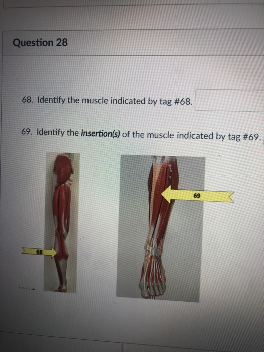 Solved Question 28 68. Identify the muscle indicated by tag | Chegg.com