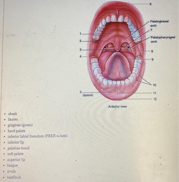 Solved Share A Mnemonic For One Of The Figures And Explain