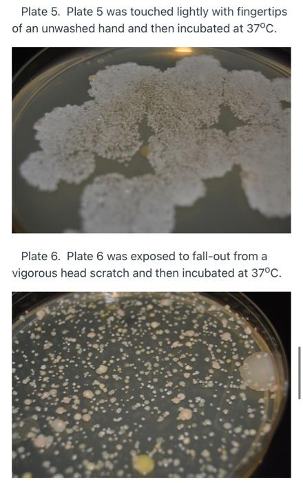 Solved Name Date Lab Section DATA SHEET 2-1 I was present | Chegg.com