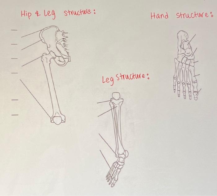 Solved Hip \& leg structure: Hand structure: Leg structure: | Chegg.com