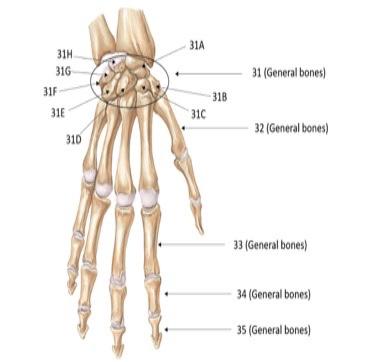 Solved 31A 31H 31G 31 (General bones) 31F 31B 31E 31c 32 | Chegg.com