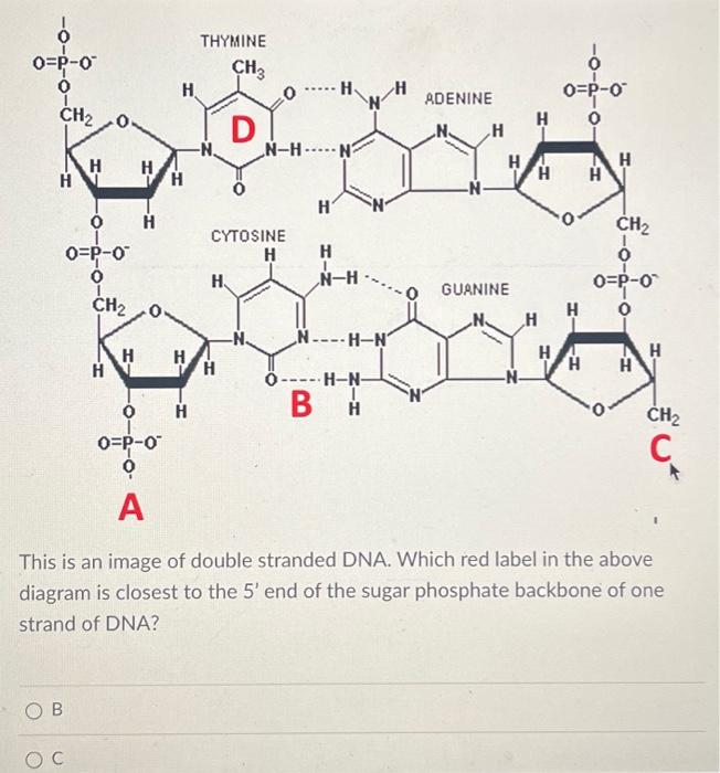 Solved This is an image of double stranded DNA. Which red | Chegg.com