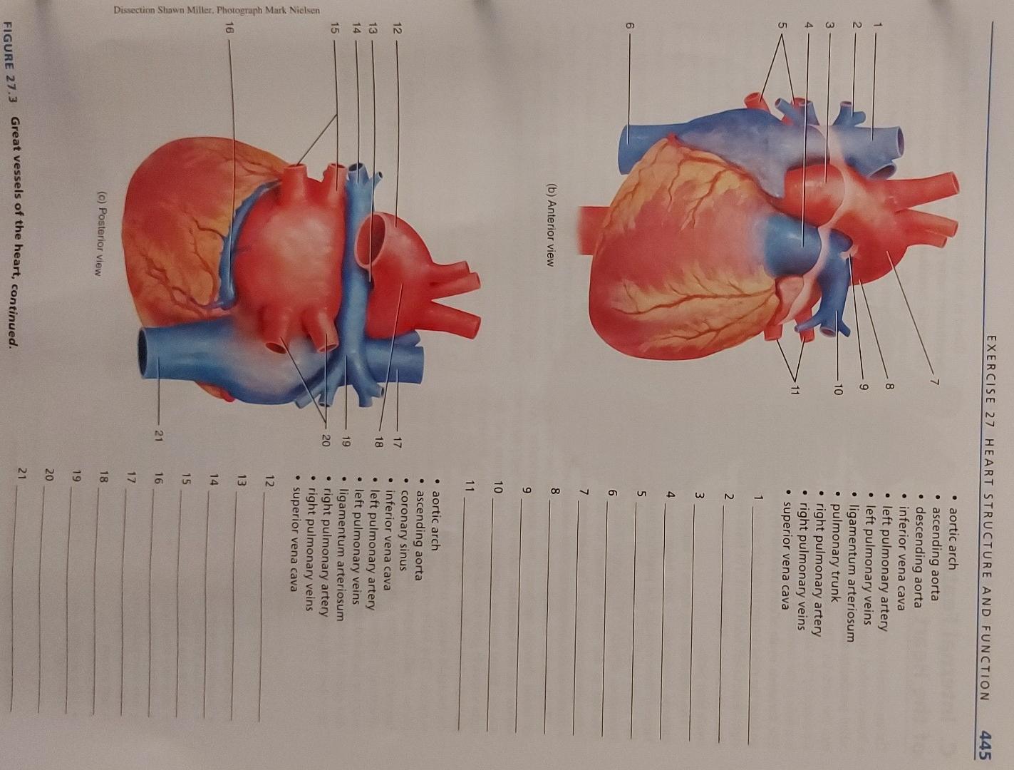 Solved Dissection Stawn Miller. Photograph Mark Nielsen | Chegg.com