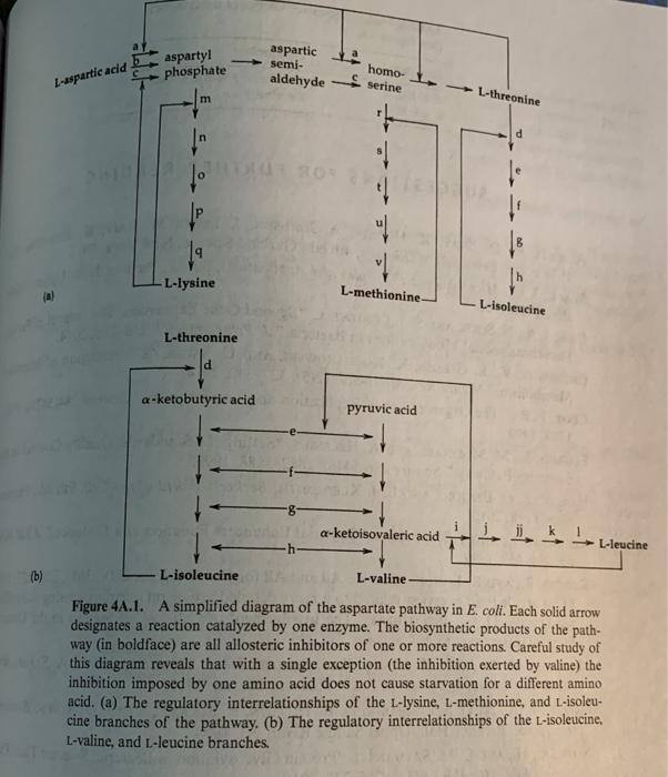 Solved 8.2. Consider the metabolic pathway based on aspartic | Chegg.com
