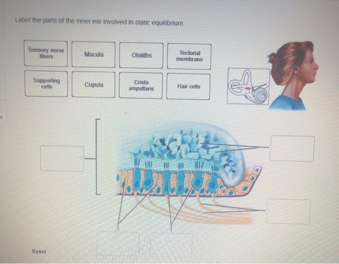 Solved Label the parts of the Inner ear involved in static | Chegg.com