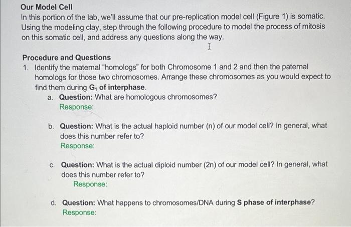 Solved Our Model Cell In this portion of the lab, we'll | Chegg.com