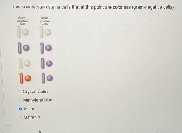 Solved This counterstain stains cells that at this point are | Chegg.com