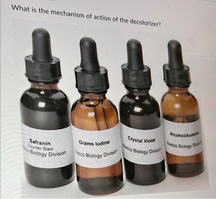 Solved What is the mechanism of action of the decolorizer? | Chegg.com