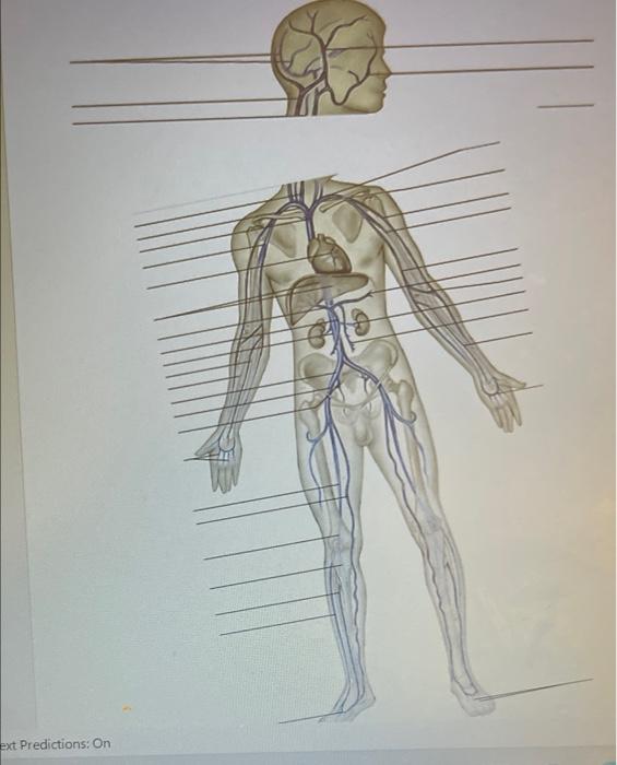 Solved can you label the veins system for me. please type | Chegg.com