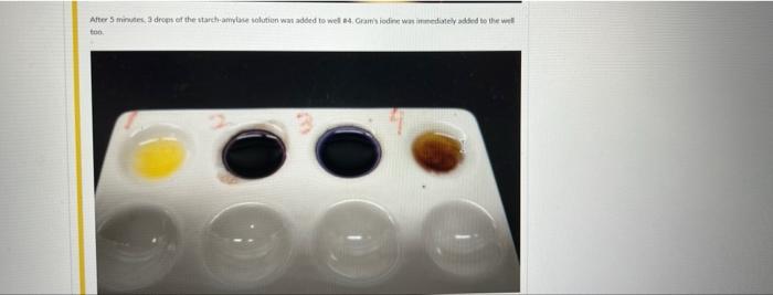 We added 1 mL of starch & 1 mL of amylase into a test | Chegg.com