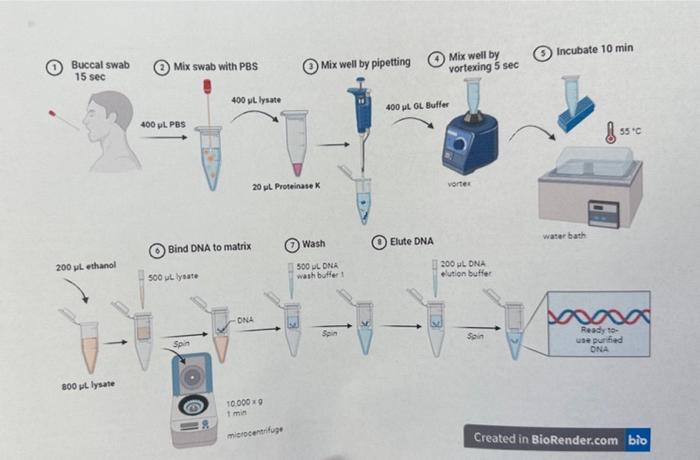 Solved During the extraction of DNA from cheek cells in the | Chegg.com
