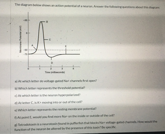 Solved The diagram below shows an action potential of a | Chegg.com