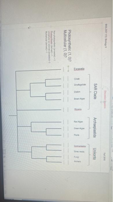 BIOLOGY 172.B D FA2016 SAR Clade Archaeplastida | Chegg.com