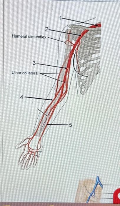 Solved [Choose] Axillary artery Subclavian artery | Chegg.com