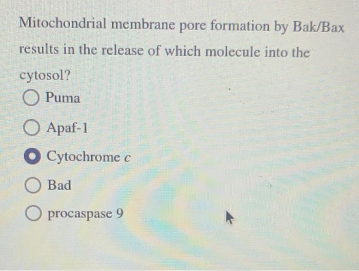 Solved Mitochondrial membrane pore formation by Bak/Bax | Chegg.com