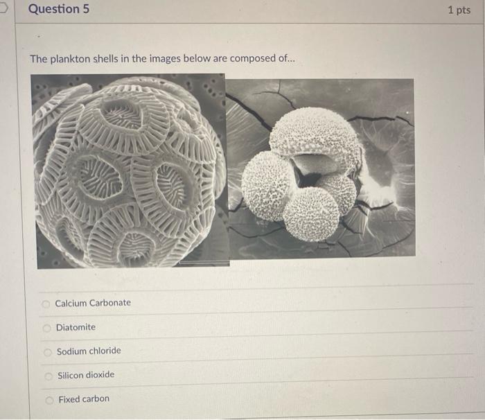 Solved Question 5 1 pts The plankton shells in the images | Chegg.com