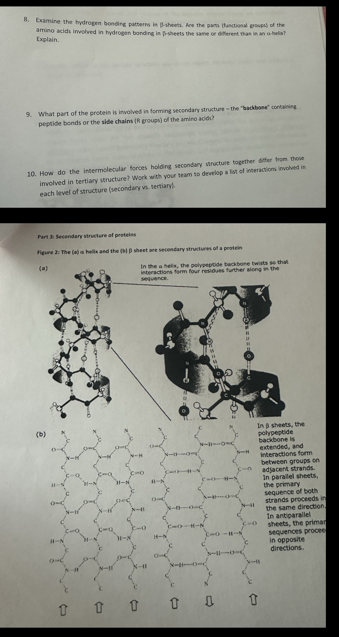Solved Examine the hydrogen bonding patterns in β-sheets. | Chegg.com
