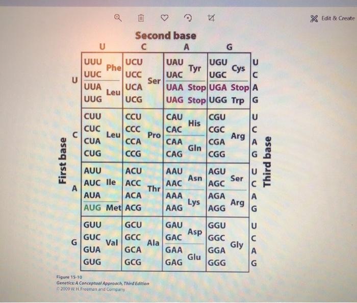 Solved A gene encodes a protein with the following amino | Chegg.com