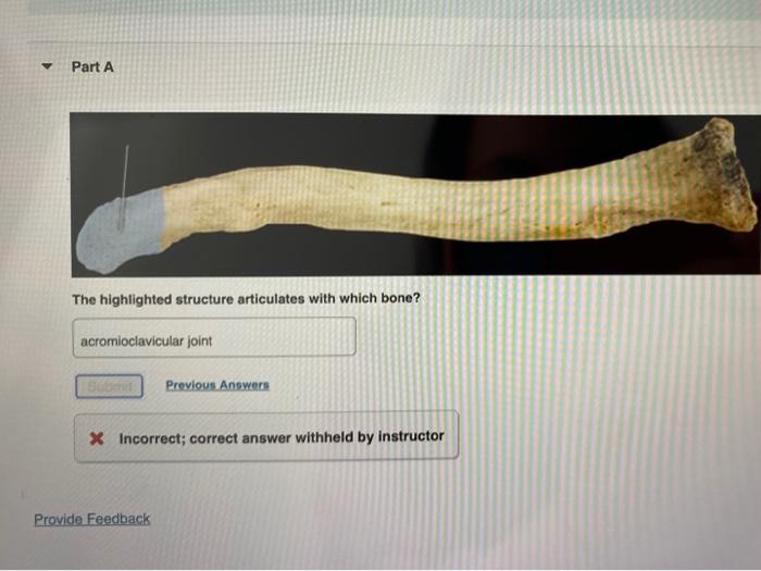 Solved Part A The highlighted structure articulates with | Chegg.com