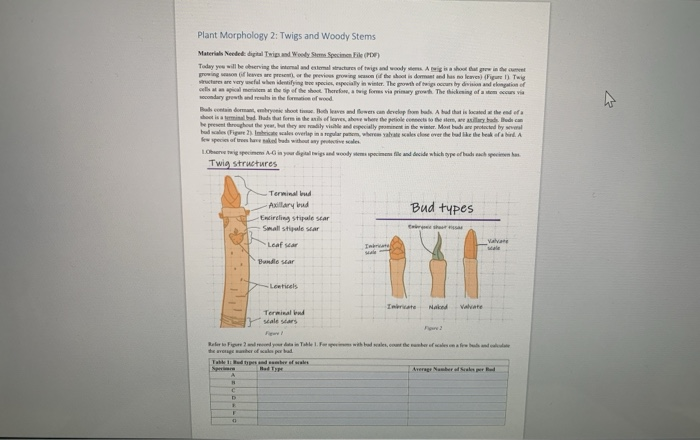 Plant Morphology 2: Twigs and Woody Stems Materials | Chegg.com