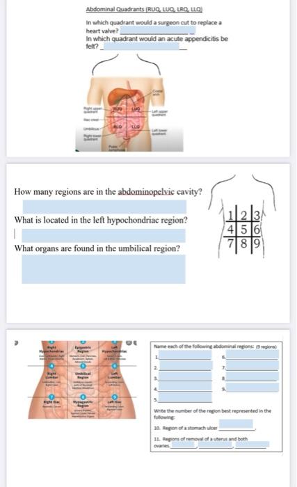 Solved Abdominal Quadrants (RUQ. LUQLROLLO in which quadrant | Chegg.com