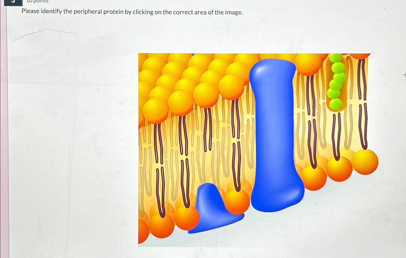 Solved Please identify the peripheral protein by clicking on | Chegg.com