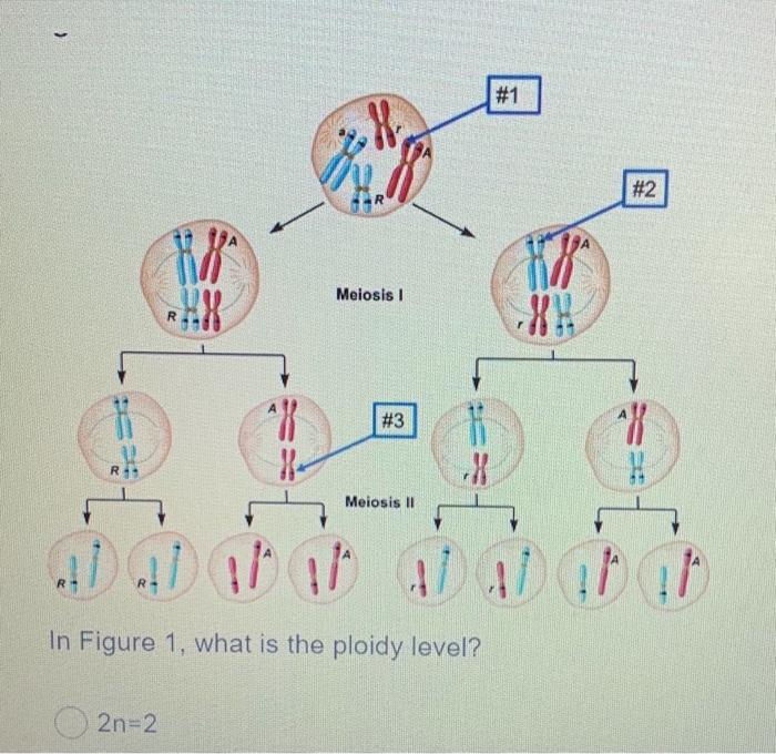 Solved ) #1 hun #2 TER Meiosis 1 R #3 R Meiosis II AD ADD In | Chegg.com