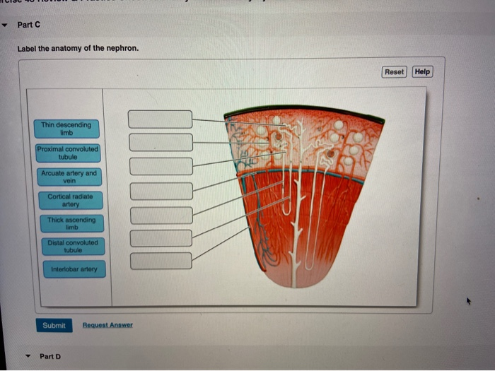 Solved OCTU Part C Label the anatomy of the nephron. Reset | Chegg.com