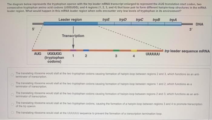 Solved The diagram below represents the tryptophan operon | Chegg.com