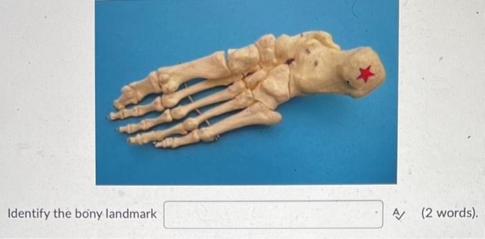 Solved Identify the bony landmark A (2 words). The group of | Chegg.com